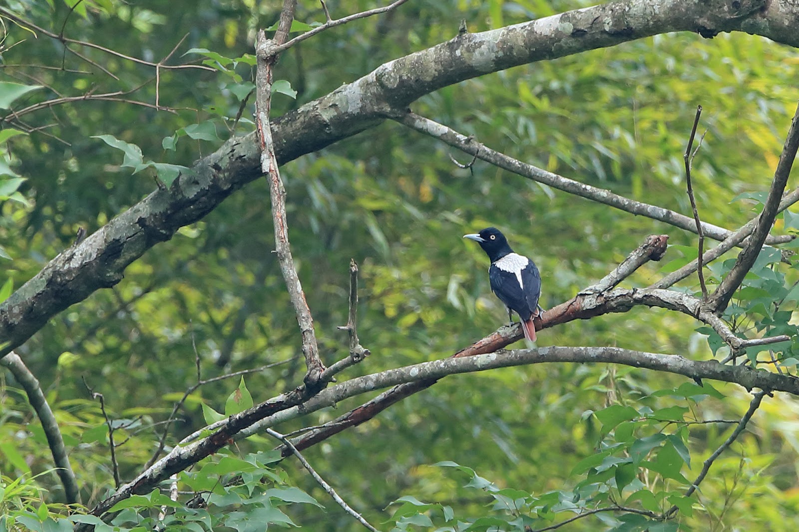 Not just birds: Guangdong and Guangxi 2-3 Jun 2018 - two Guangs twtiching