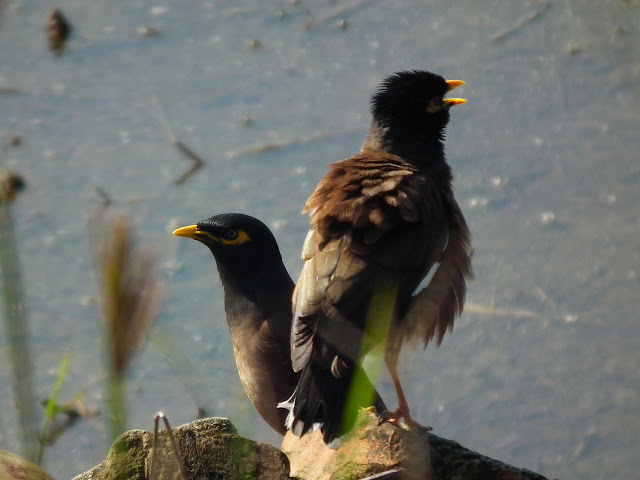Bird Watching in Taiwan: Common Myna, 2/21/2012
