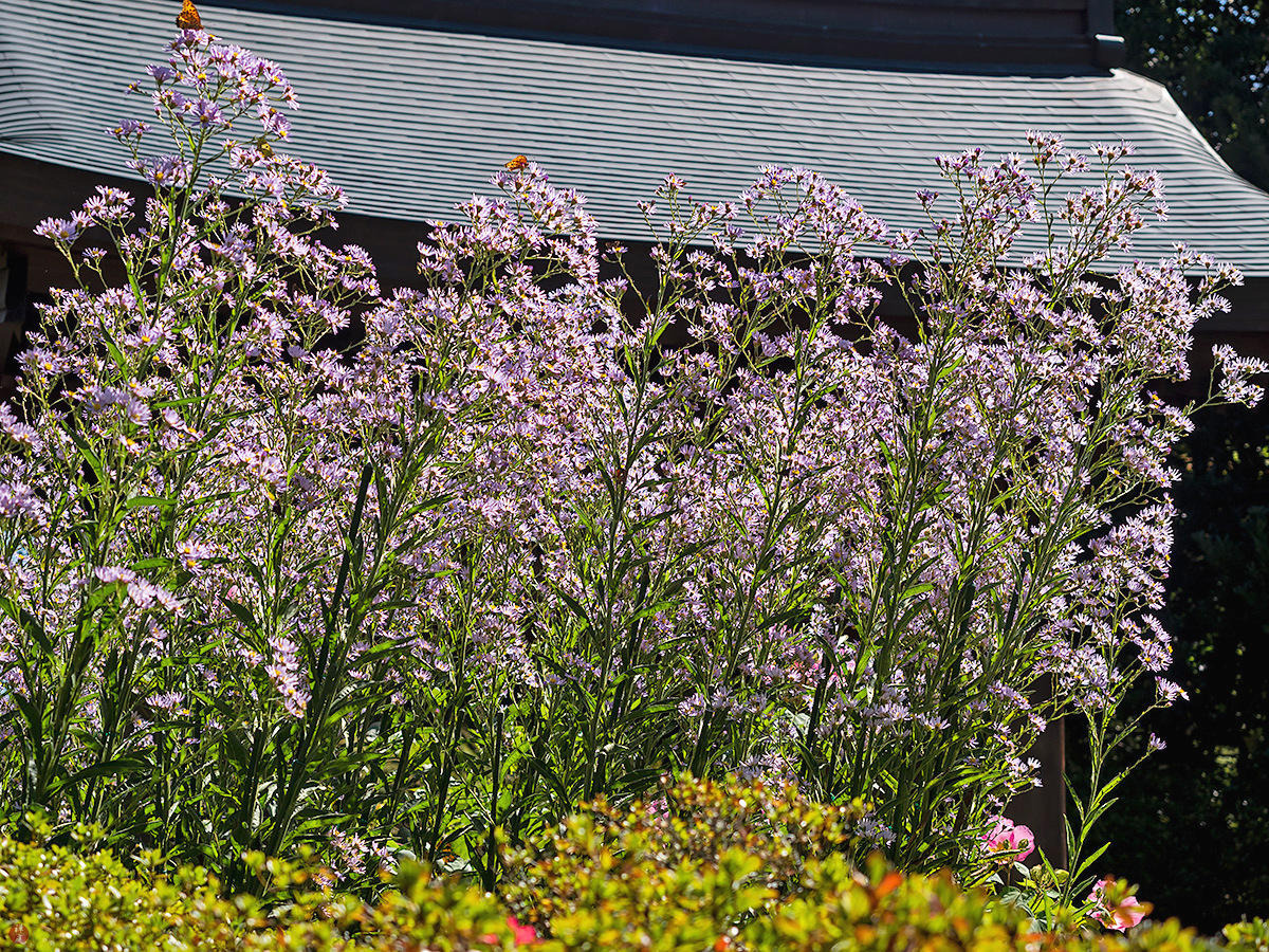 FROM THE GARDEN OF ZEN: Sion (Aster tataricus) flowers: Kaizo-ji