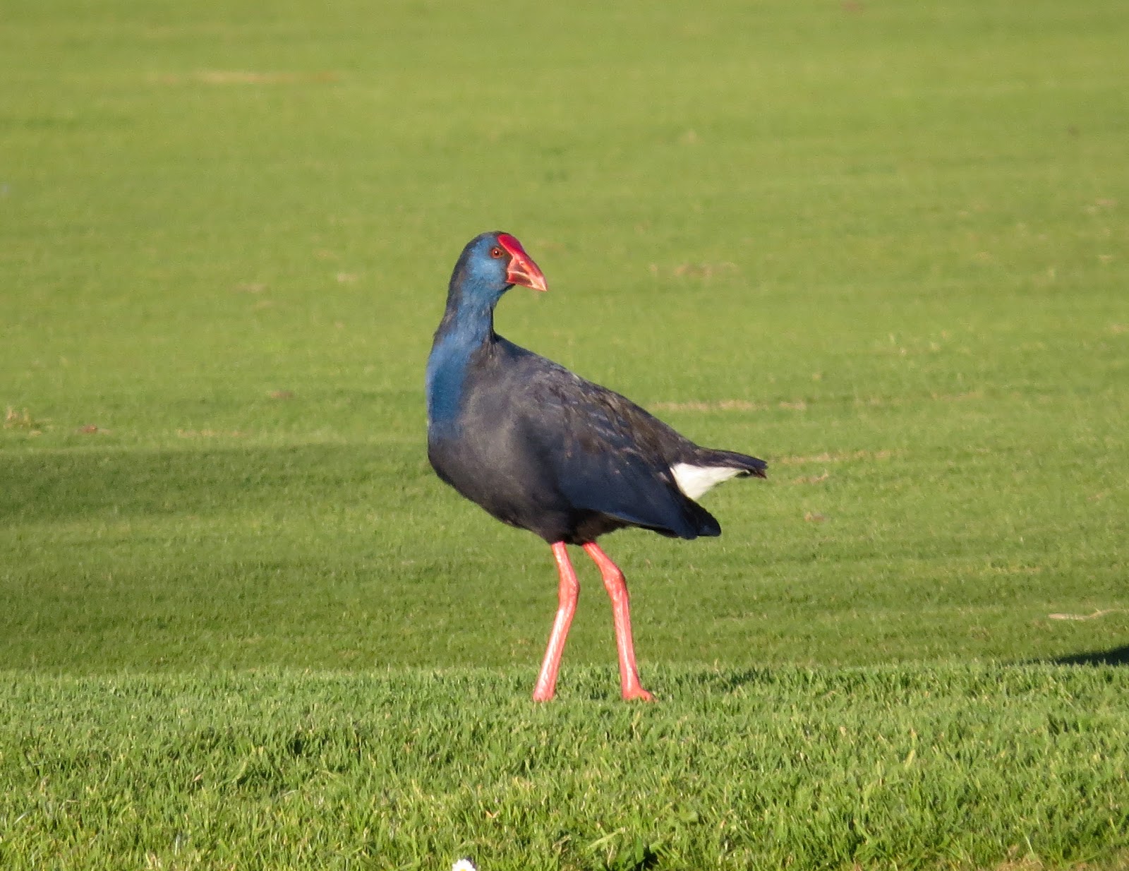 Pixie Birding: MEGA!! Purple Swamphen at Minsmere - should it get ...
