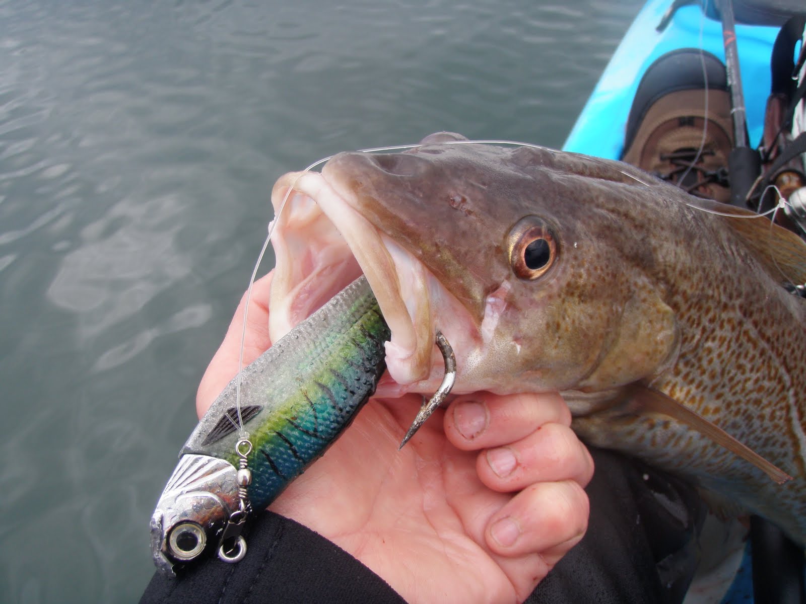 Sea kayak fishing: Giant jigging shad outfishes pirk!