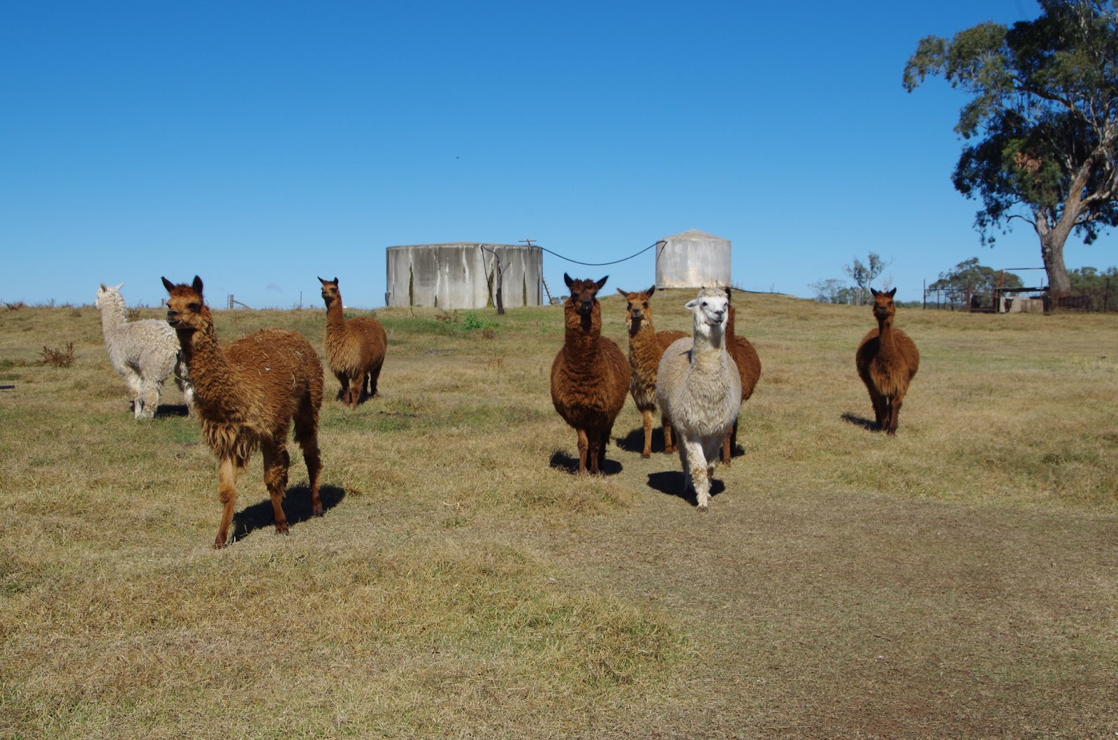 Hart Family: World Tour of Australia: At the Farm...The Animals