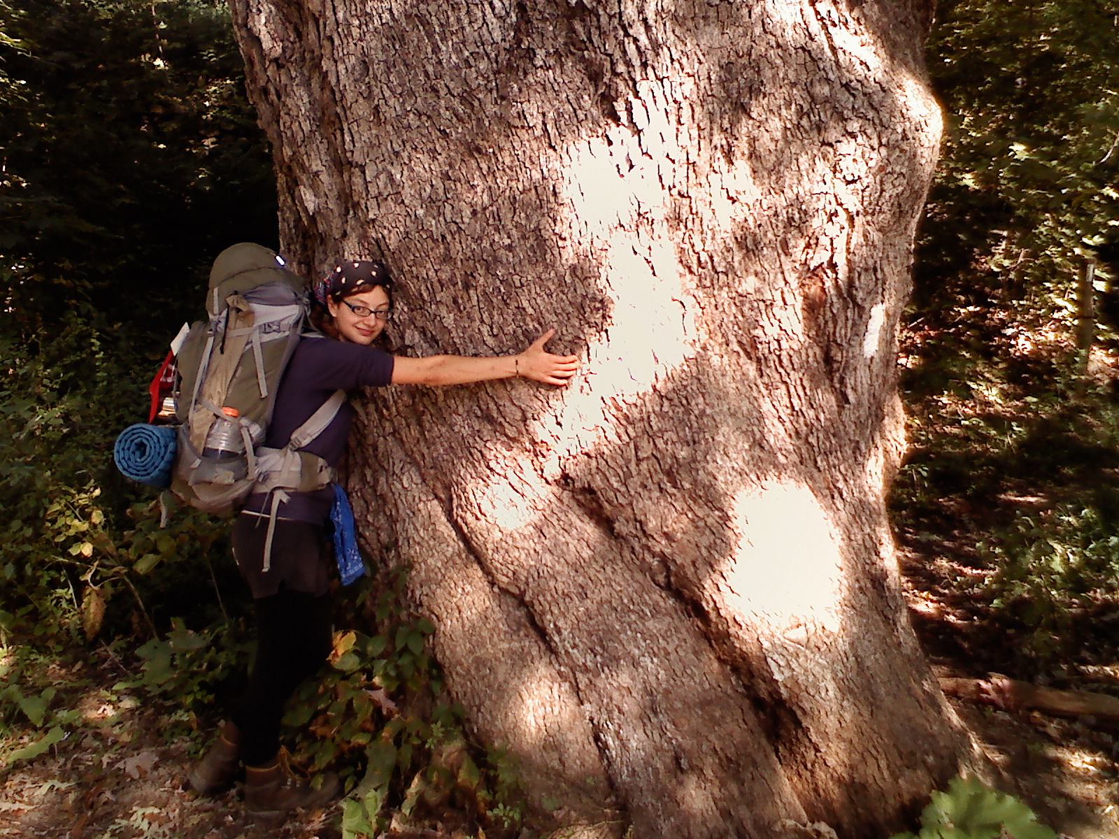 A Backpacker's Life: Dover Oak Tree