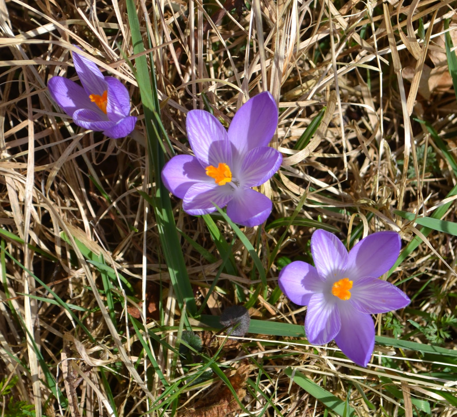 Walks among Flowers: Berkshire: Inkpen Crocus Field and Steventon
