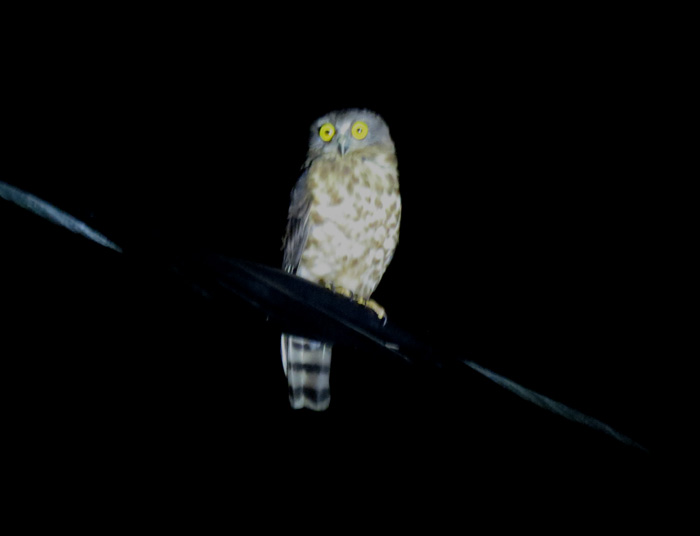 Just About Everything: Birds from Great Nicobar, some of these birds ...