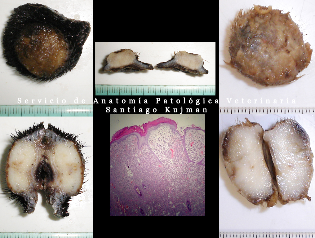 Servicio de Anatomía Patológica Veterinaria: Histiocitoma cutáneo canino