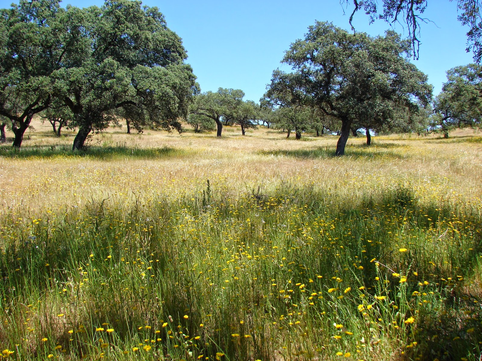 EN MONTE PÚBLICO: ORIGEN Y PRESENTE DEL MONTE MEDITERRÁNEO PARTE 3: EL ...