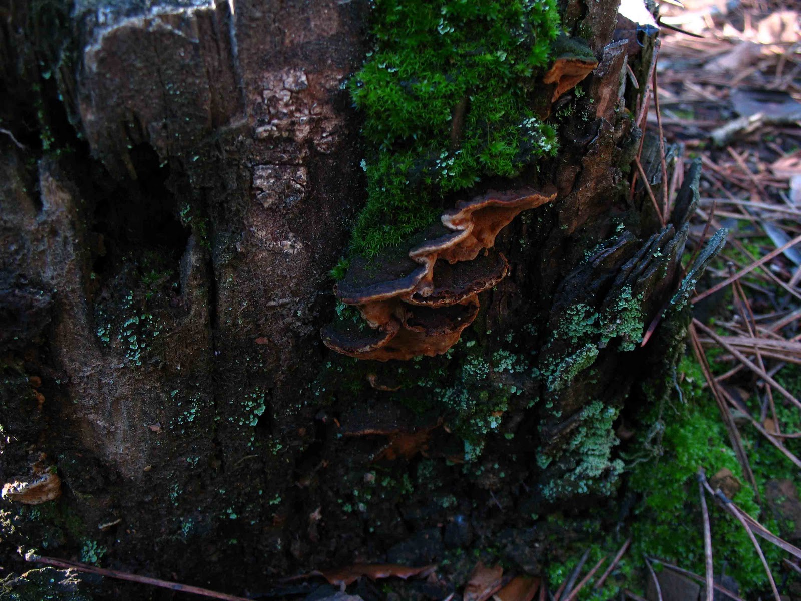 setas y hongos: LETRA P