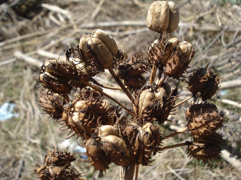 El cuexcomate: La Maleza Mas mala del Mundo…Higuerilla