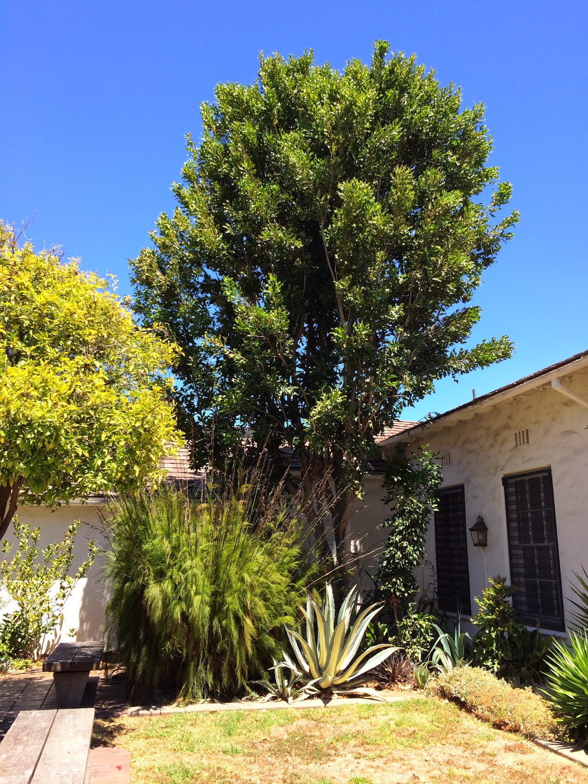 Trees of Santa Cruz County: Stenocarpus sinuatus - Firewheel Tree