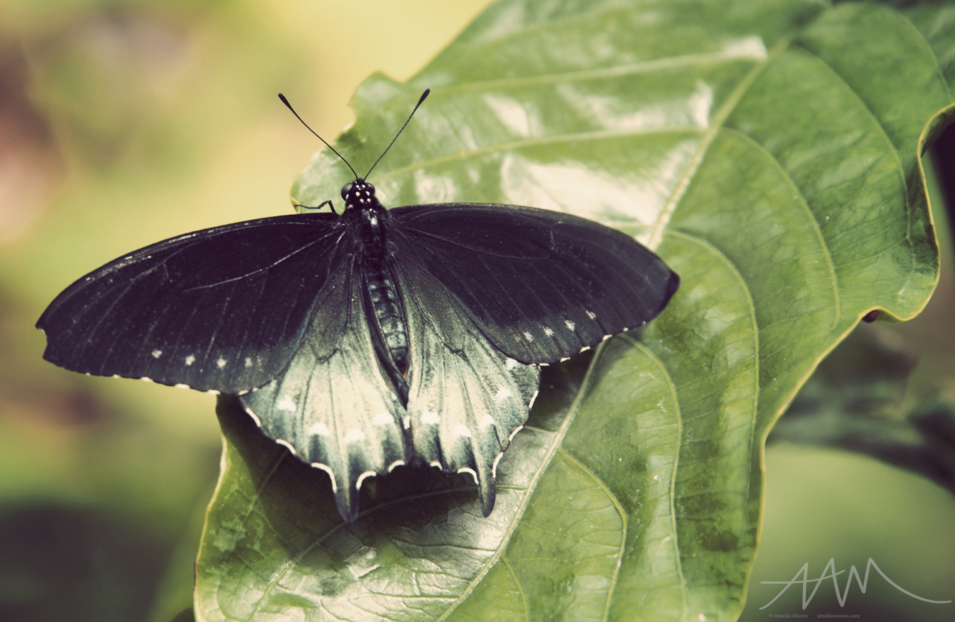 brain soup lust: LEPIDOPTEROPHOBIA