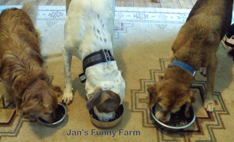 Jans Funny Farm: Funny Farmers Rule