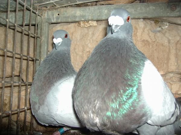 Mis amigas las palomas: Fotos palomas de raza