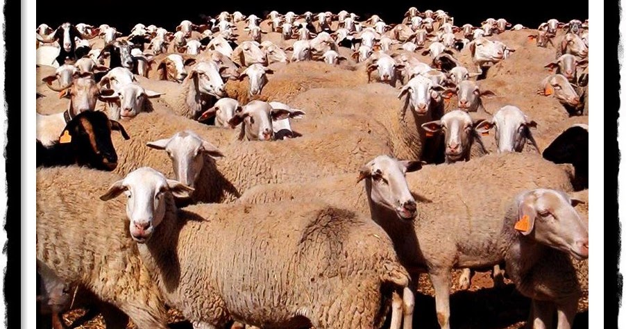 ! PALABRAS INTERESANTES, HERMOSAS, RARAS Y DIVERTIDAS: SEMOVIENTE ...