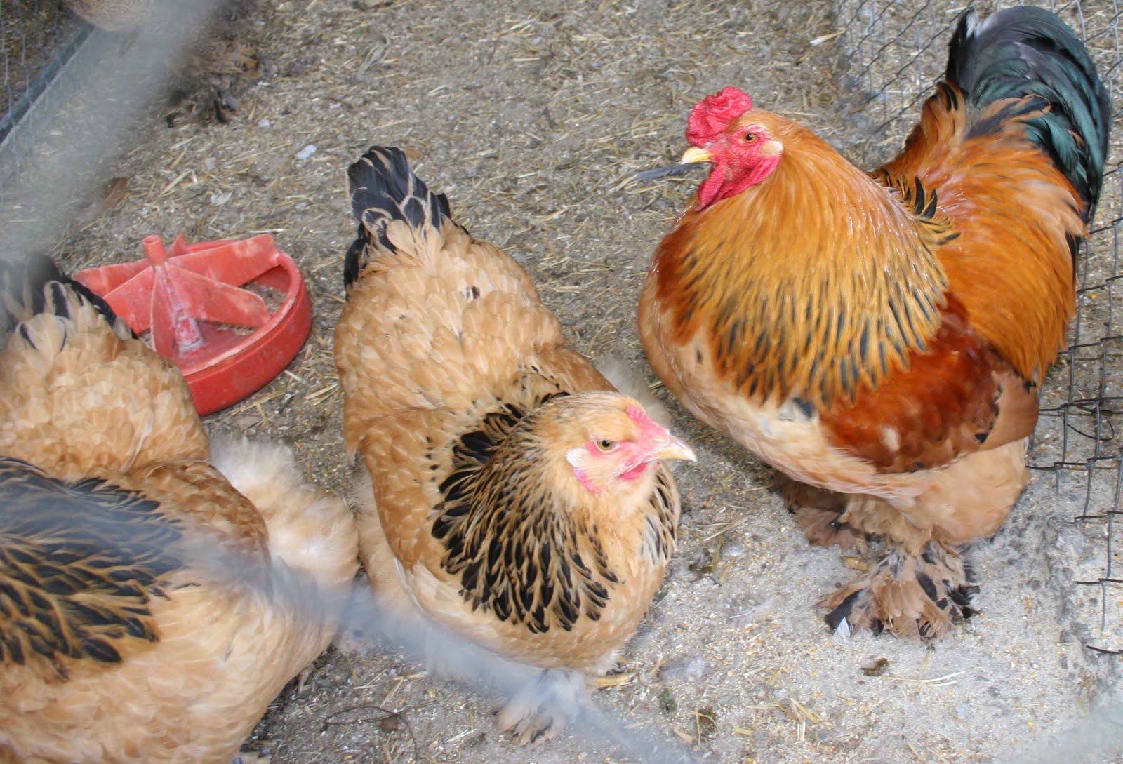 AVIARI CAN BOSCH DE SANT GREGORI: Razas de Gallinas Grandes