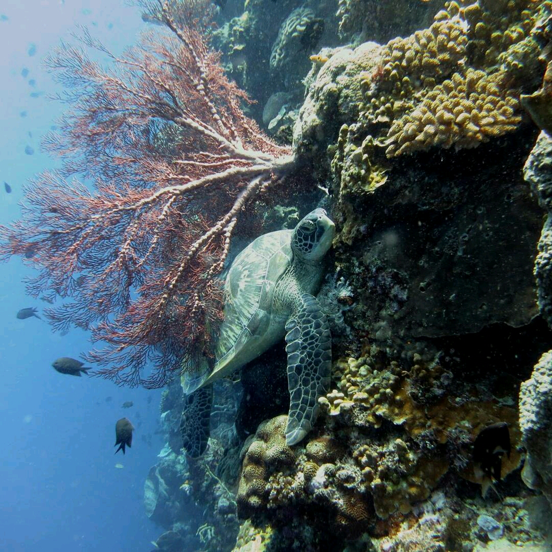 Taman Laut Bunaken - keindahan bawah laut indonesia - DROIDBREAK