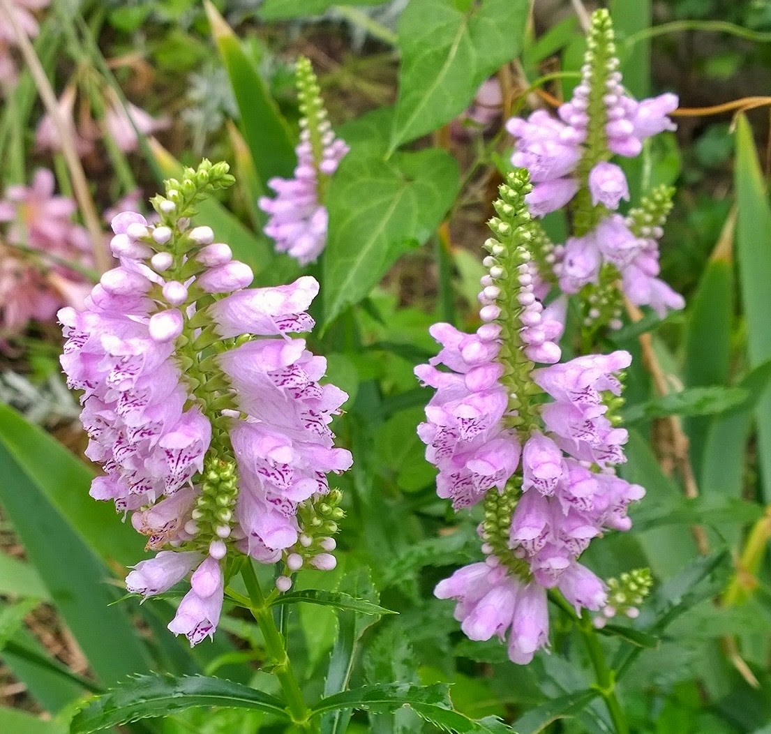 Jennifer Adams Flowers : Summer Photography 2014