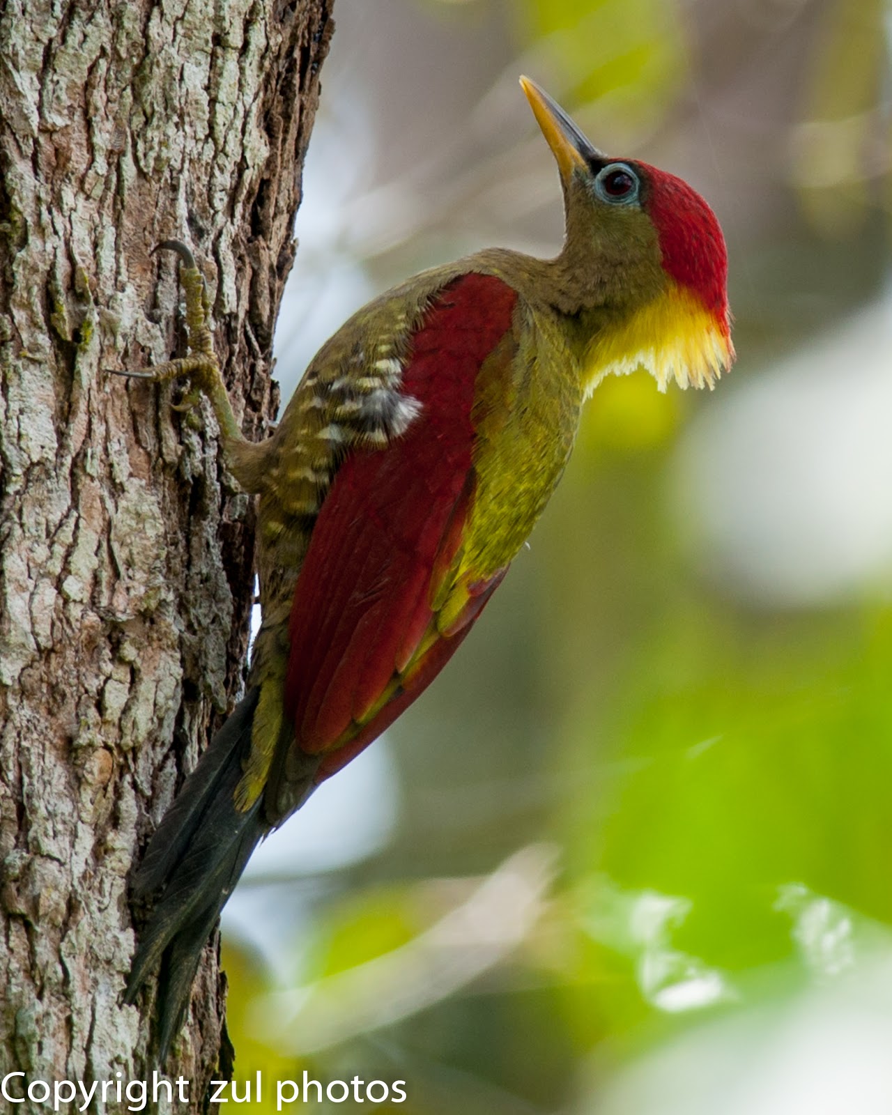 Zul Ya - Birds of Peninsular Malaysia: Crimson Winged Woodpecker