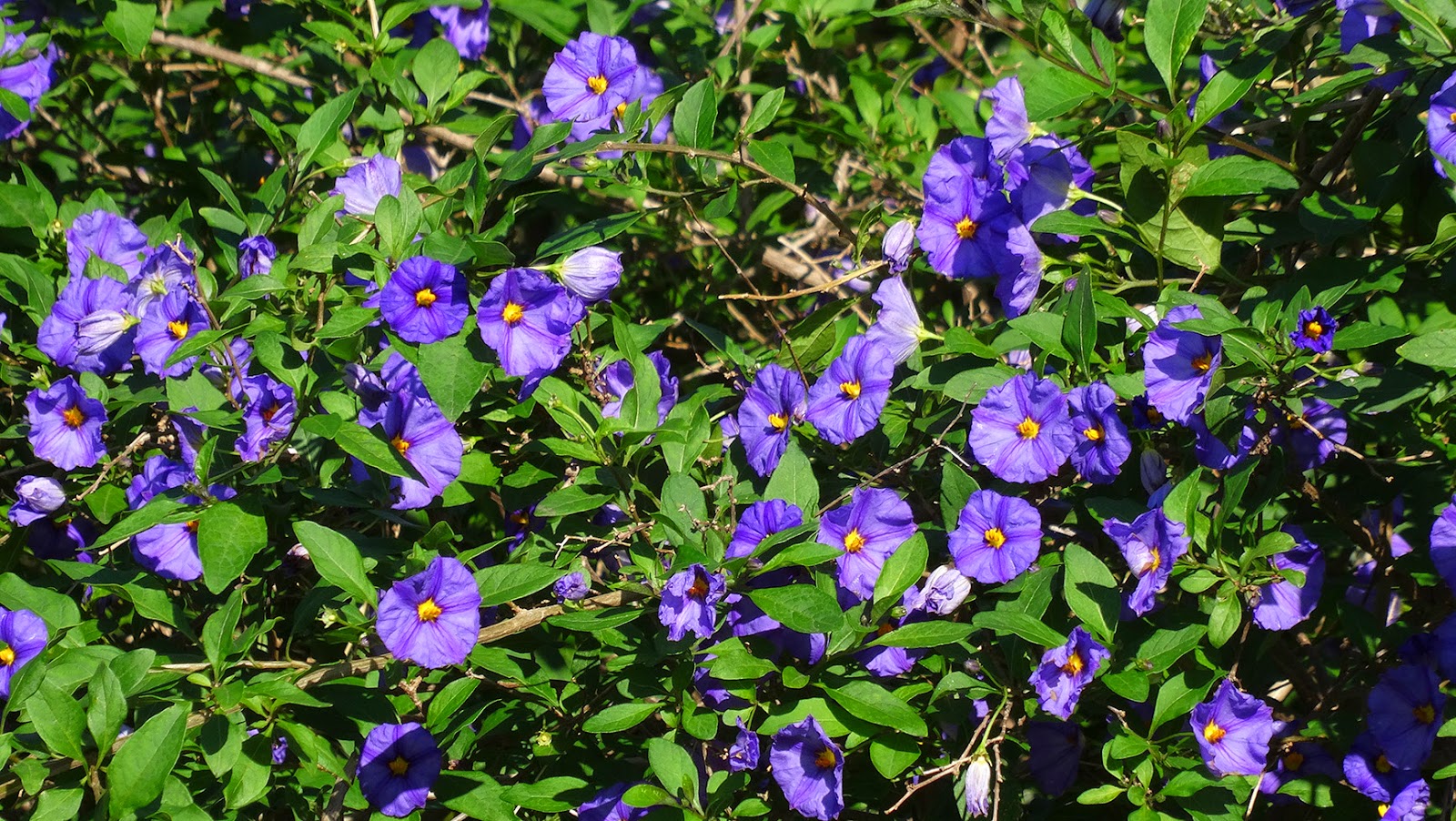 Melbourne Fresh Daily: MELBOURNE STREET TREES 77 - POTATO BUSH