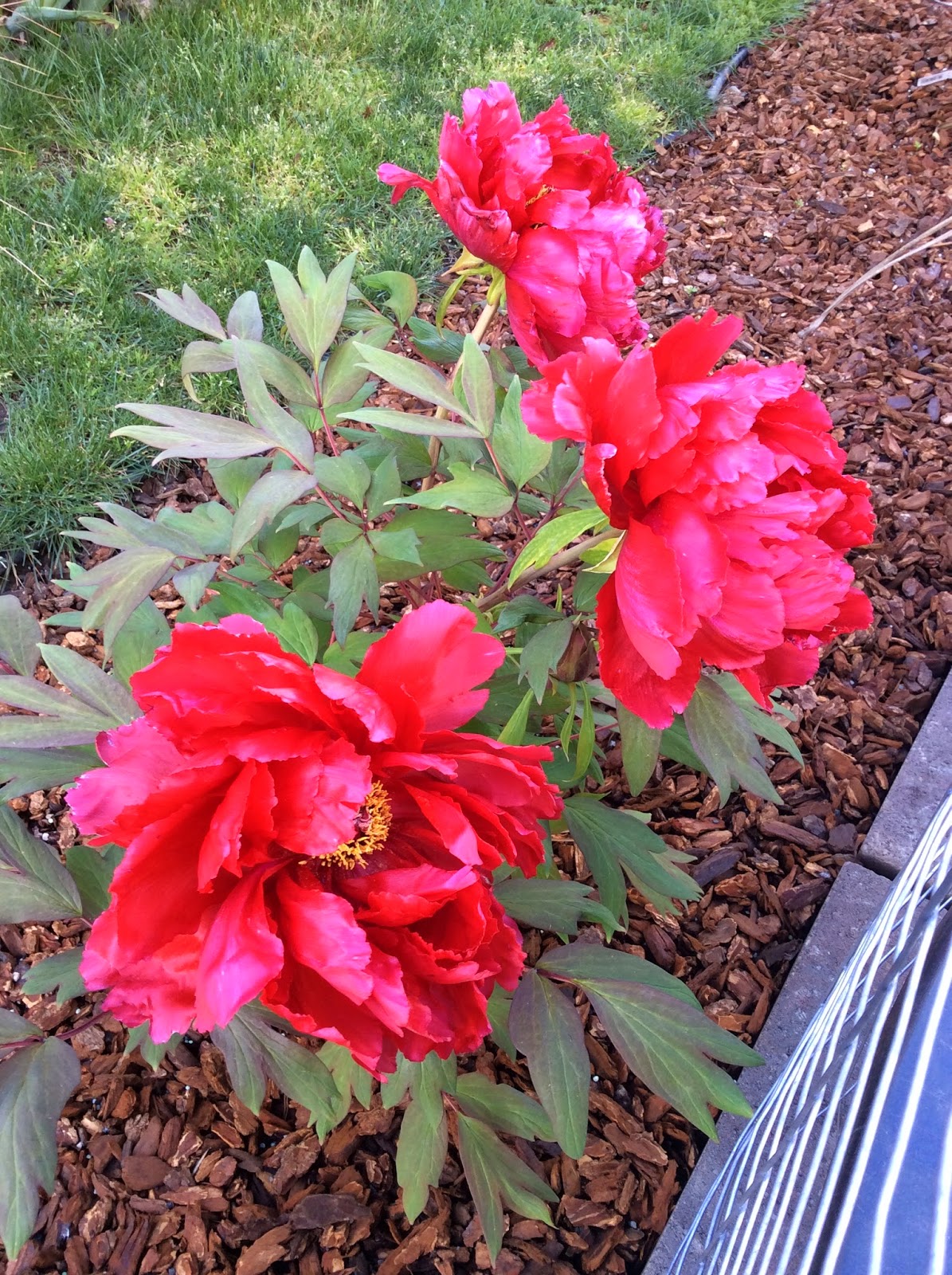 The Lents Farmer: Enchanting Peonies