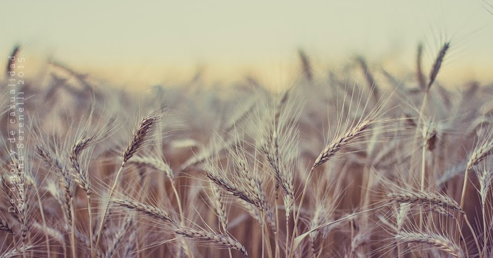 El trigal / De amor y de casualidad