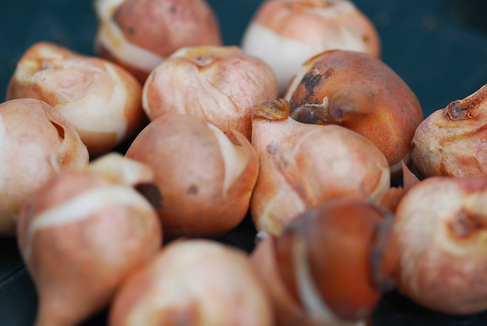 HOW TO OVERWINTER RARE AND SPECIES TULIPS |The Garden of Eaden