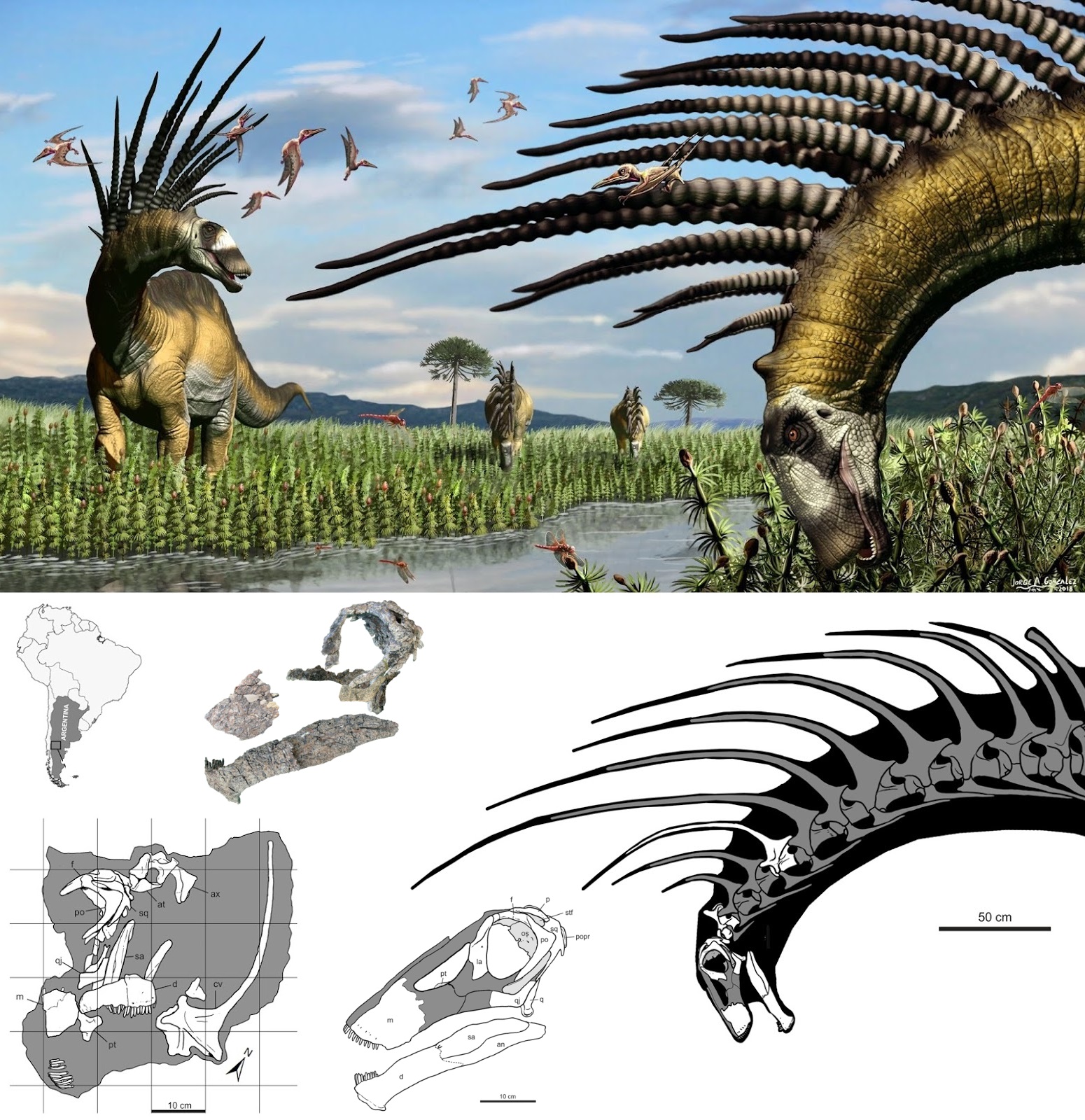 Species New to Science: [Paleontology • 2019] Bajadasaurus pronuspinax ...