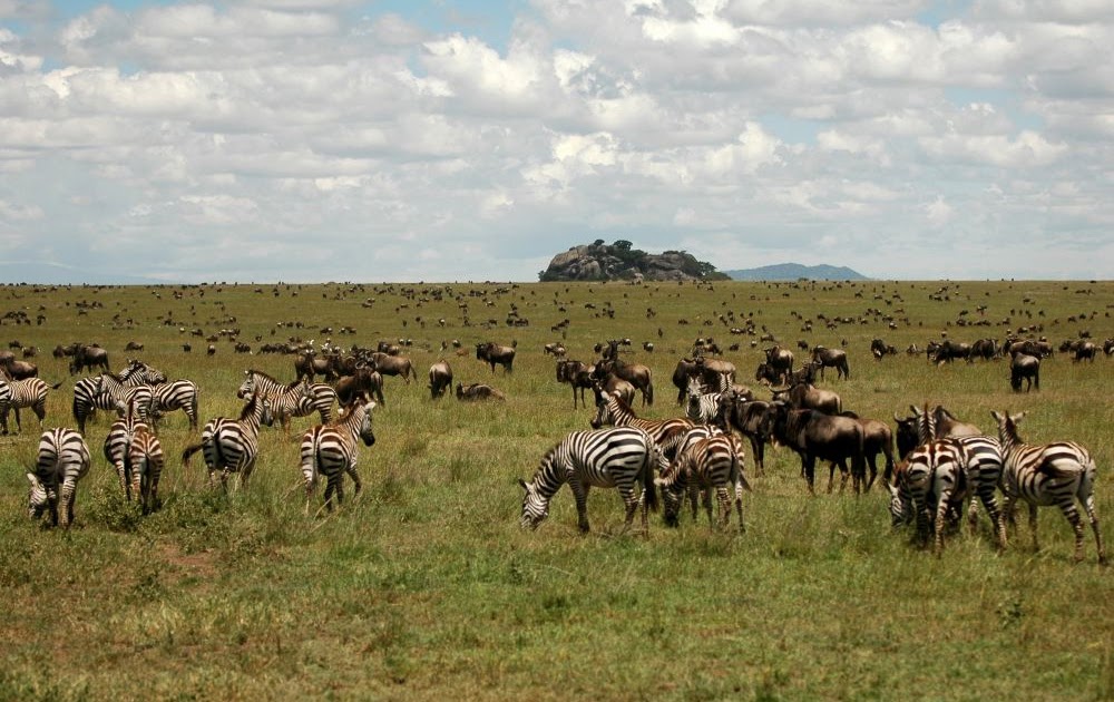Beragam Komunitas Dalam Ekologi ~ Ilmu alam dan teknologi
