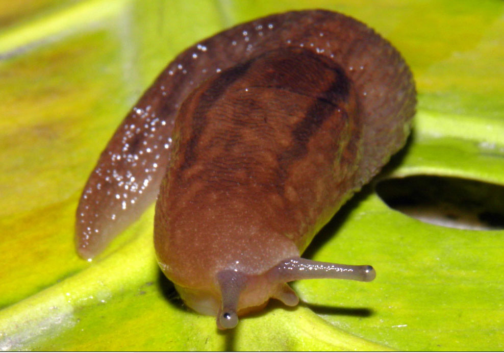 Naturaleza Viva : BABOSA TERRESTRE