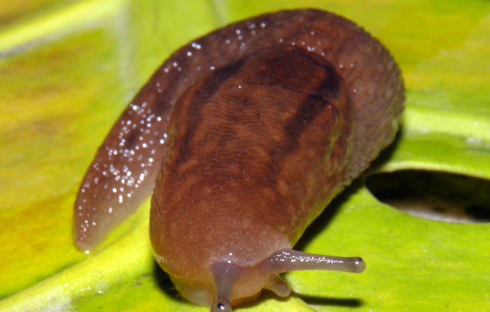 Naturaleza Viva : BABOSA TERRESTRE