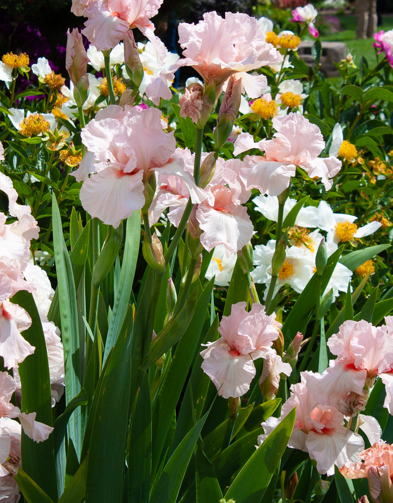 Helen Fern Original Photography: For the Love of Iris