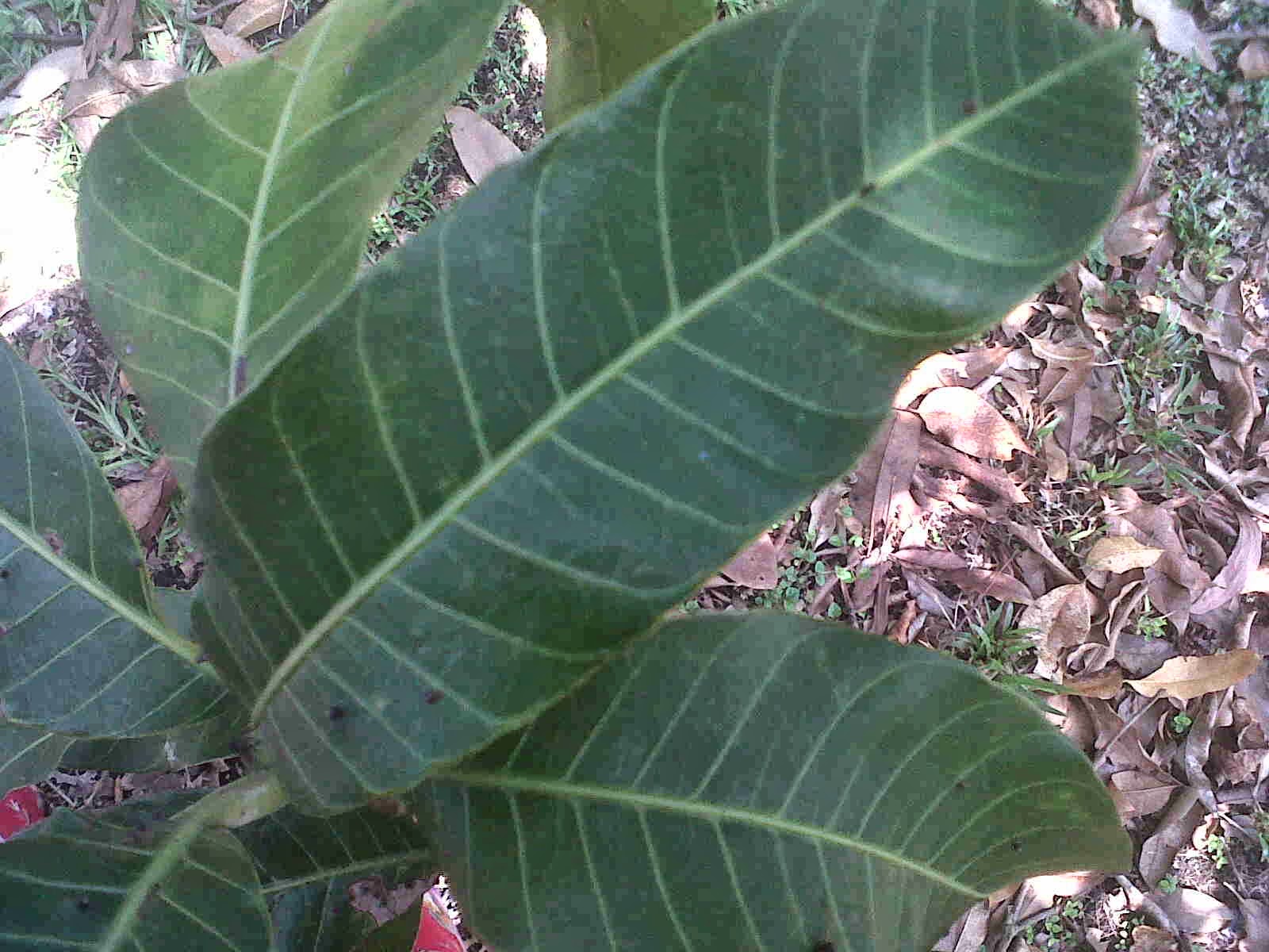 Belajar Tentang Alam tumbuhan: STUDI DAUN ( Bangun Daun Circumscriptio