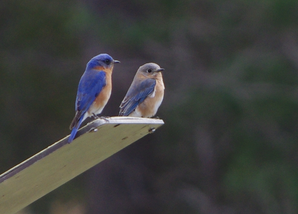 Earth and Space News: Eastern Bluebird: Brilliant Blues of New World ...