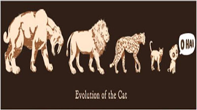 Family of Cats - Evolution ~ Science Lab
