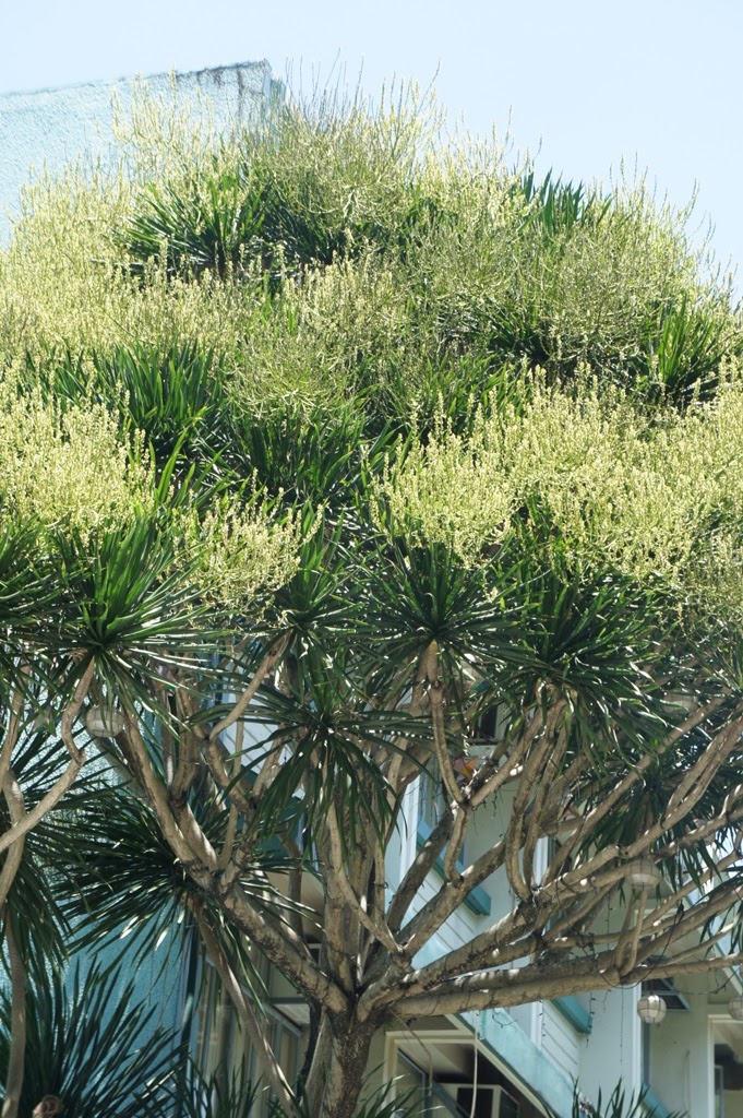 OUR PHILIPPINE TREES: Native Tree + Rare Fruit = Fun Walk