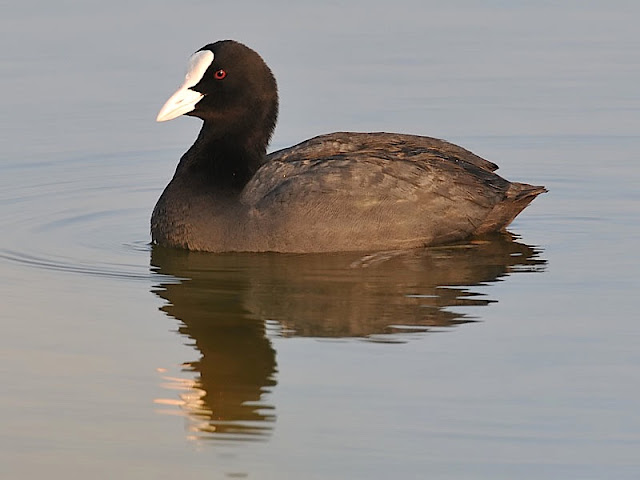 Nature Cameos: American and European Coots