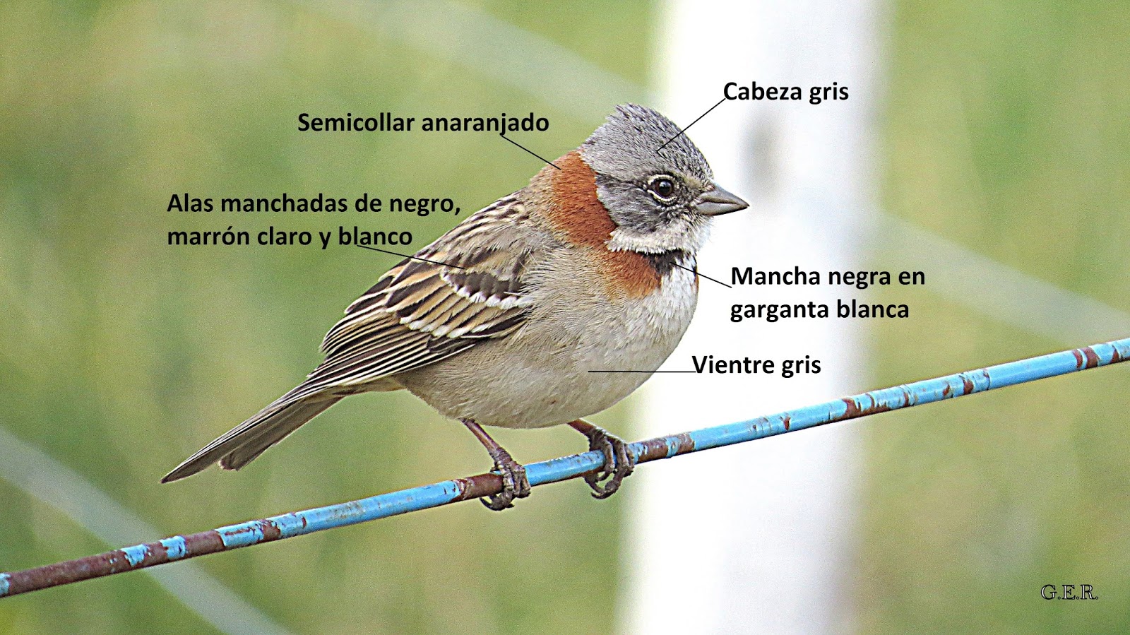 Aves del Golfo San Jorge: Chingolo (Zonotrichia capensis)