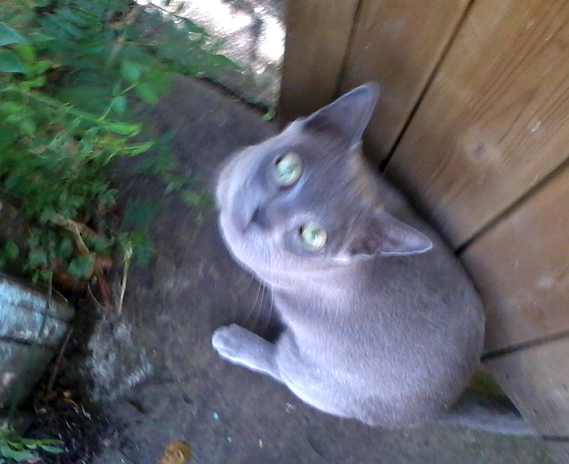 Streetmogs: Mog Shots