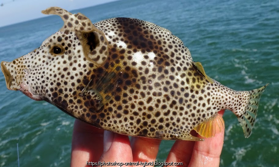 Photoshop animal hybrid