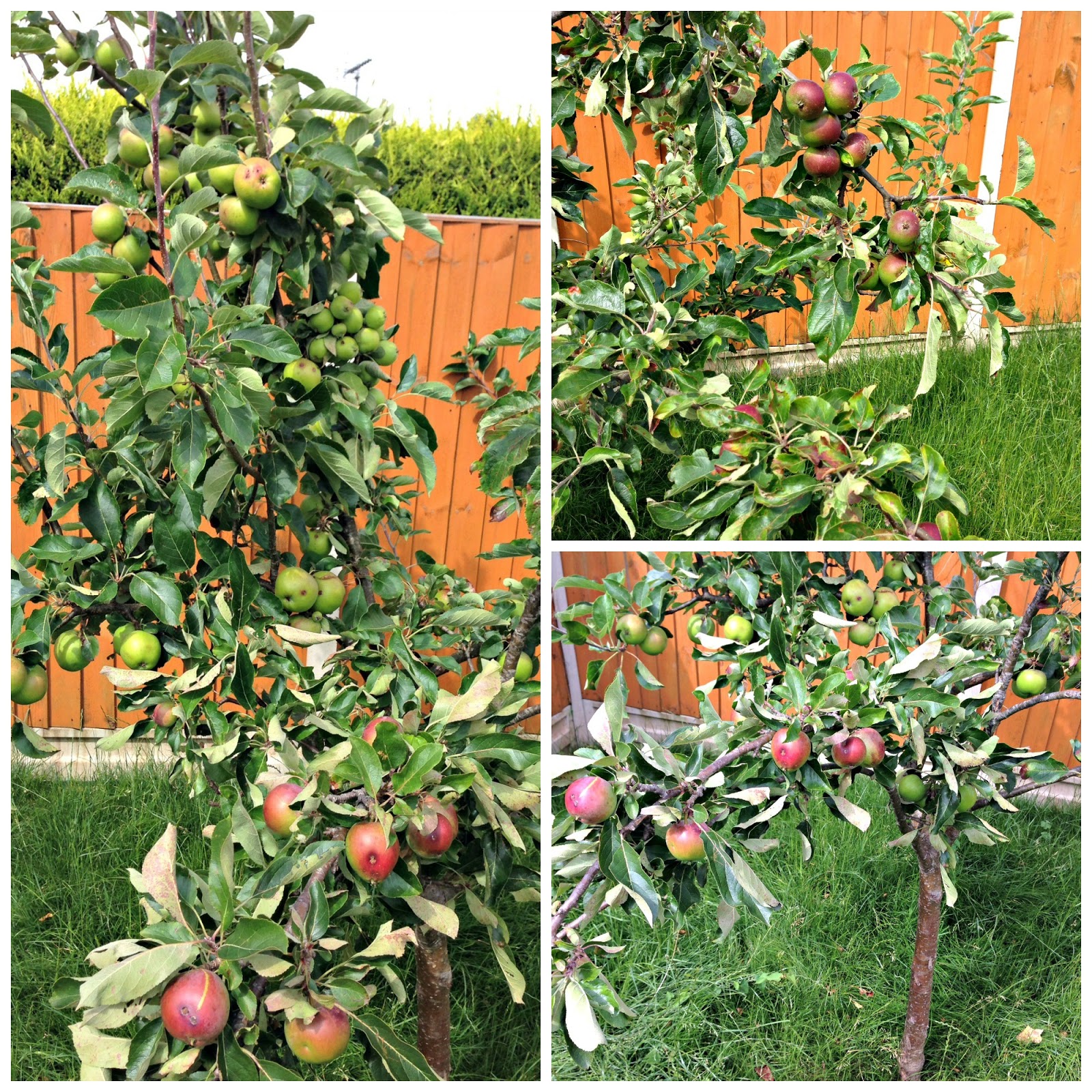 My (not-so) little apple tree | Little Apple Tree