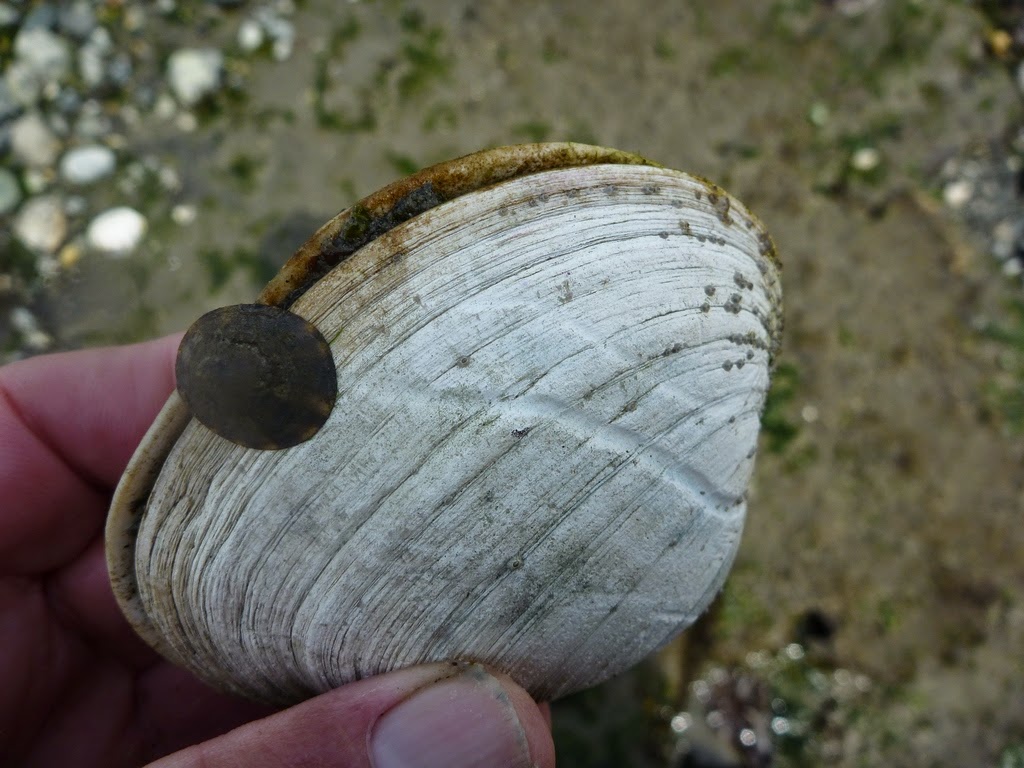 Buzz's Marine Life of Puget Sound: JUST WHEN YOU THINK YOU KNOW ...