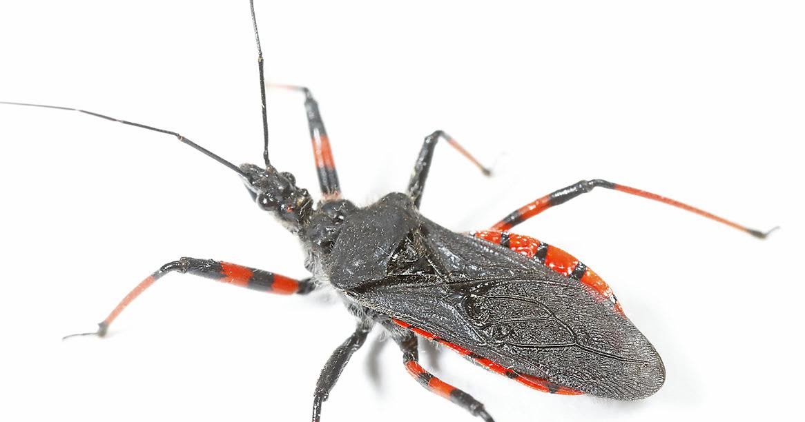 Rhynocoris annulatus, une réduve en noir et rouge!