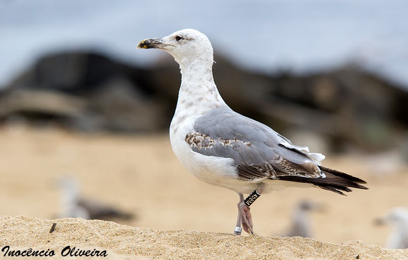 Birds of Portugal: Gaivota-de-patas-amarelas / Yellow-legged Gull ...