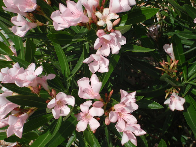 Xtremehorticulture of the Desert: Dwarf Oleander Wait to Prune