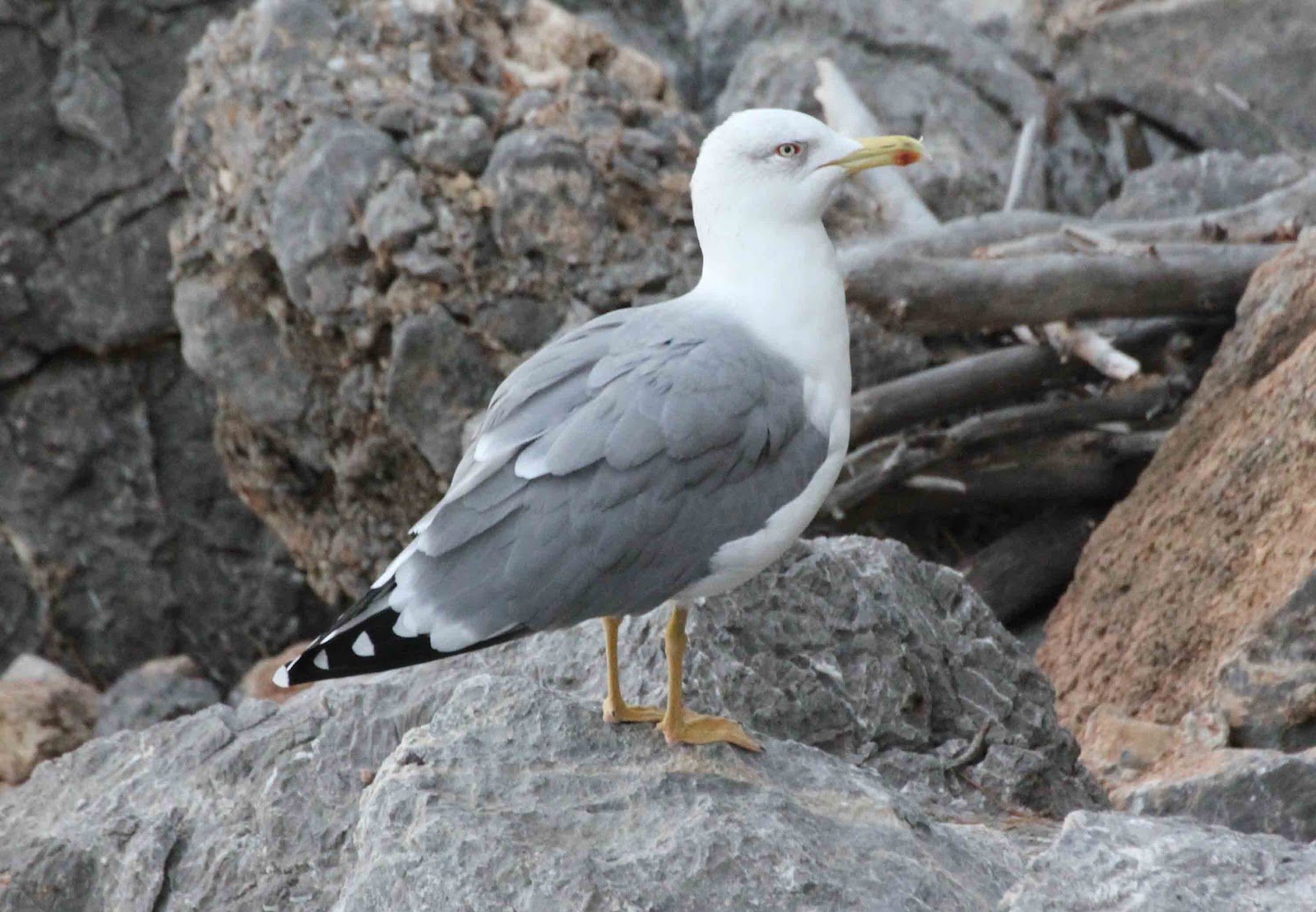 OSLO BIRDER: Yellow-legged Gulls