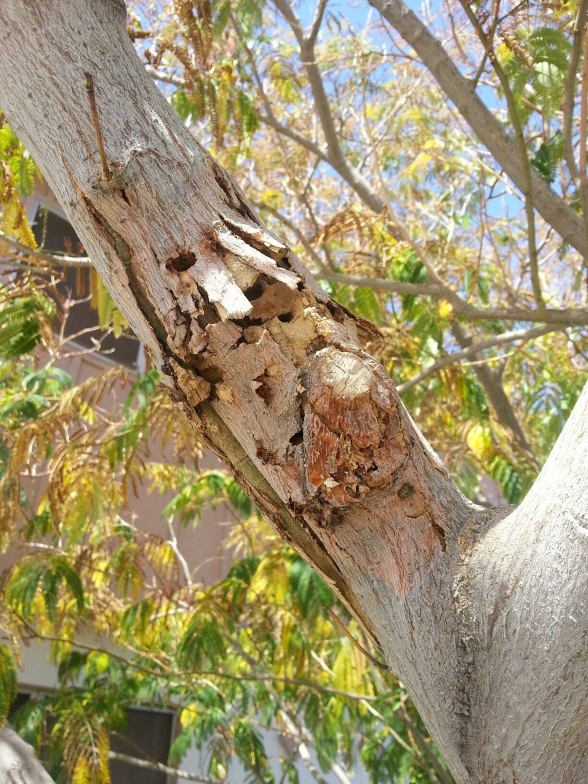 Carpenter Bees Damage