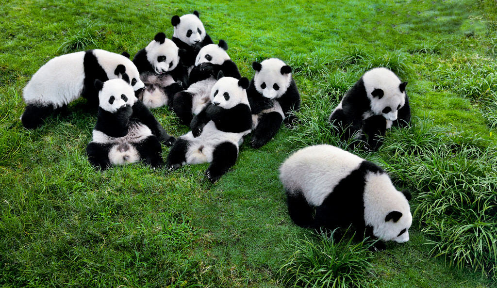 The Holiday and Travel Magazine: Sichuan to Build a Panda National Park ...