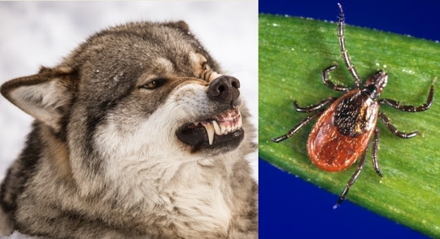 White Wolf : Absence of wolves increases the deadly tick-borne Powassan ...