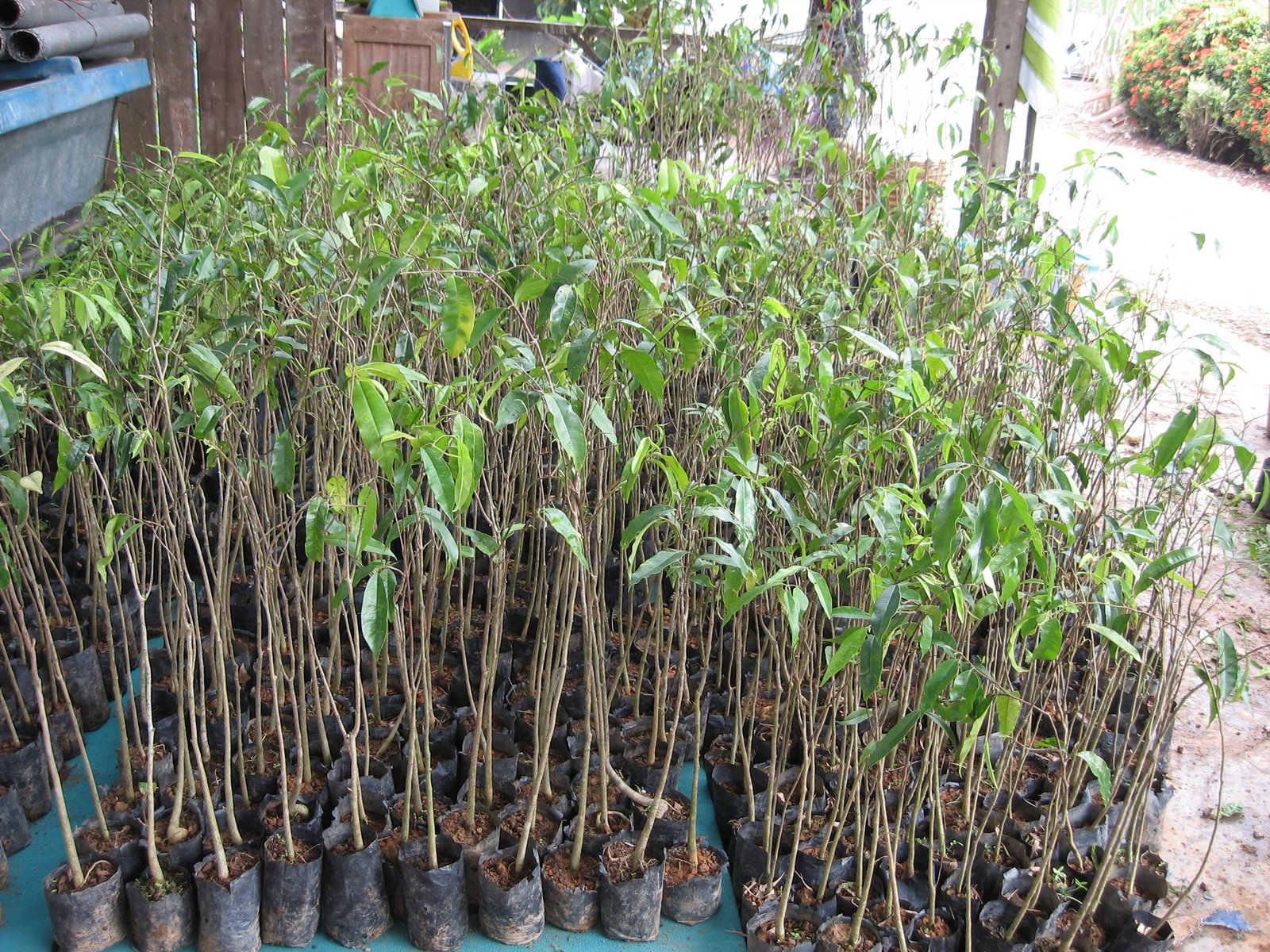 budidaya-pohon-gaharu