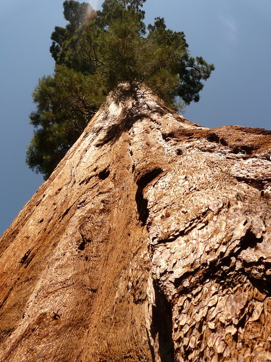 Sequoia sempervirens «secuoya» - Id Plantae